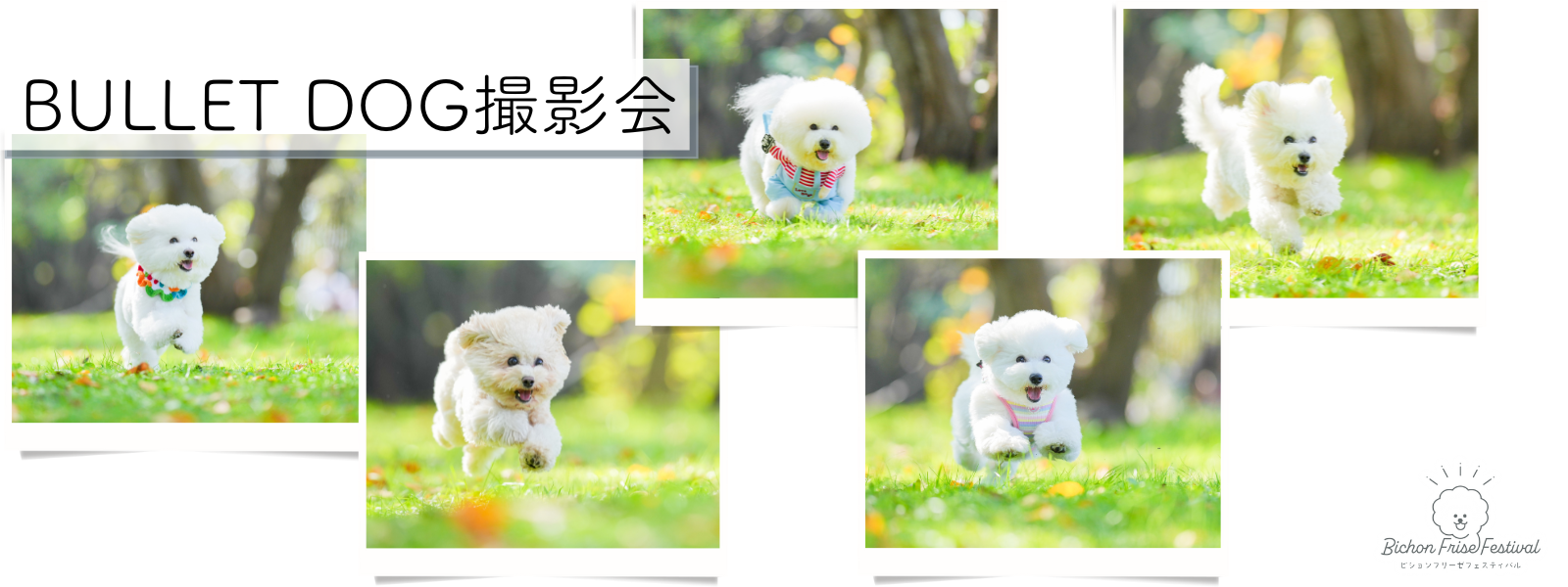 BULLET DOG撮影会 | ビションフリーゼフェスティバル公式サイト